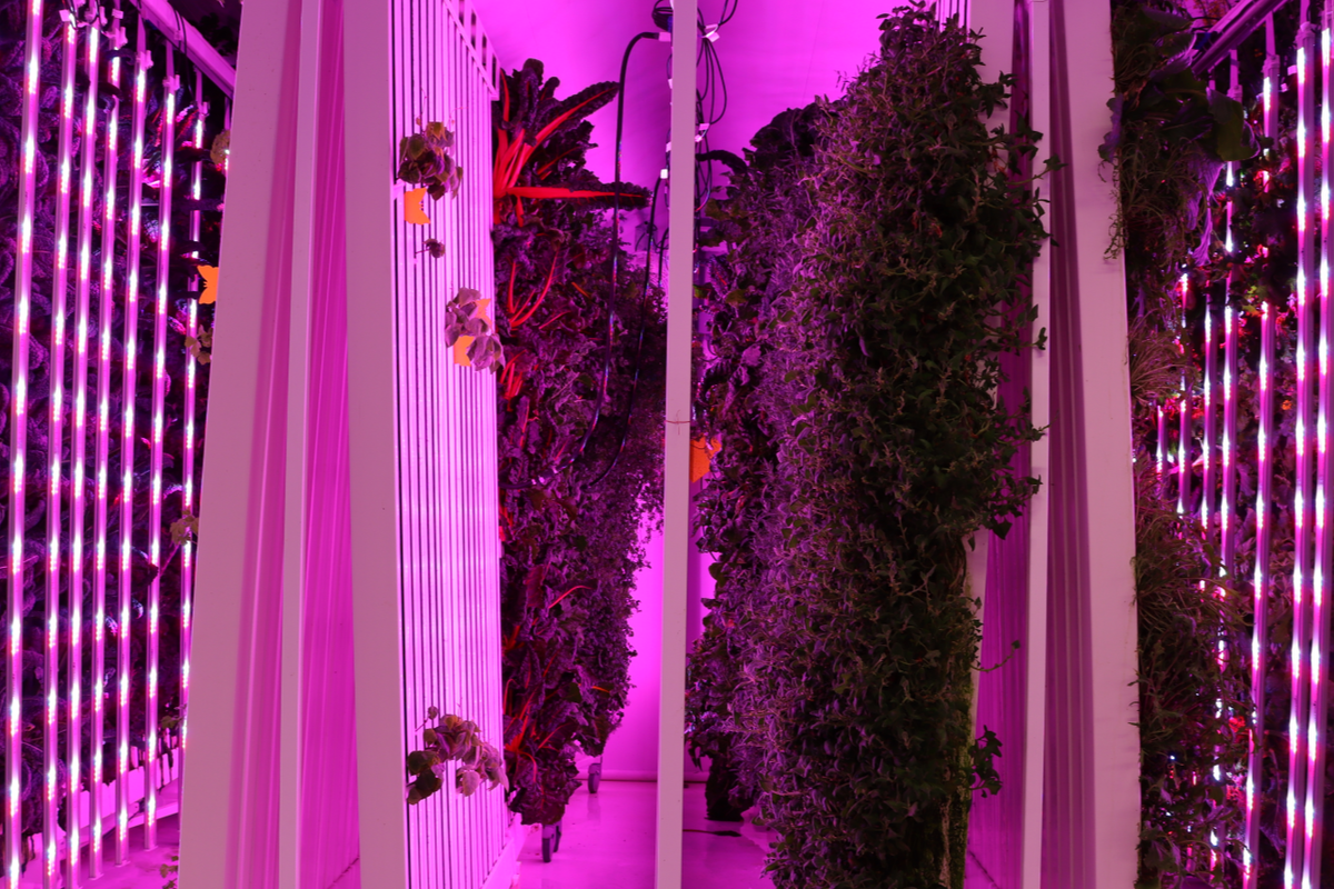 Microgreens, Shoots, and Sprouts: Benefits and Food Safety – AgriTech North