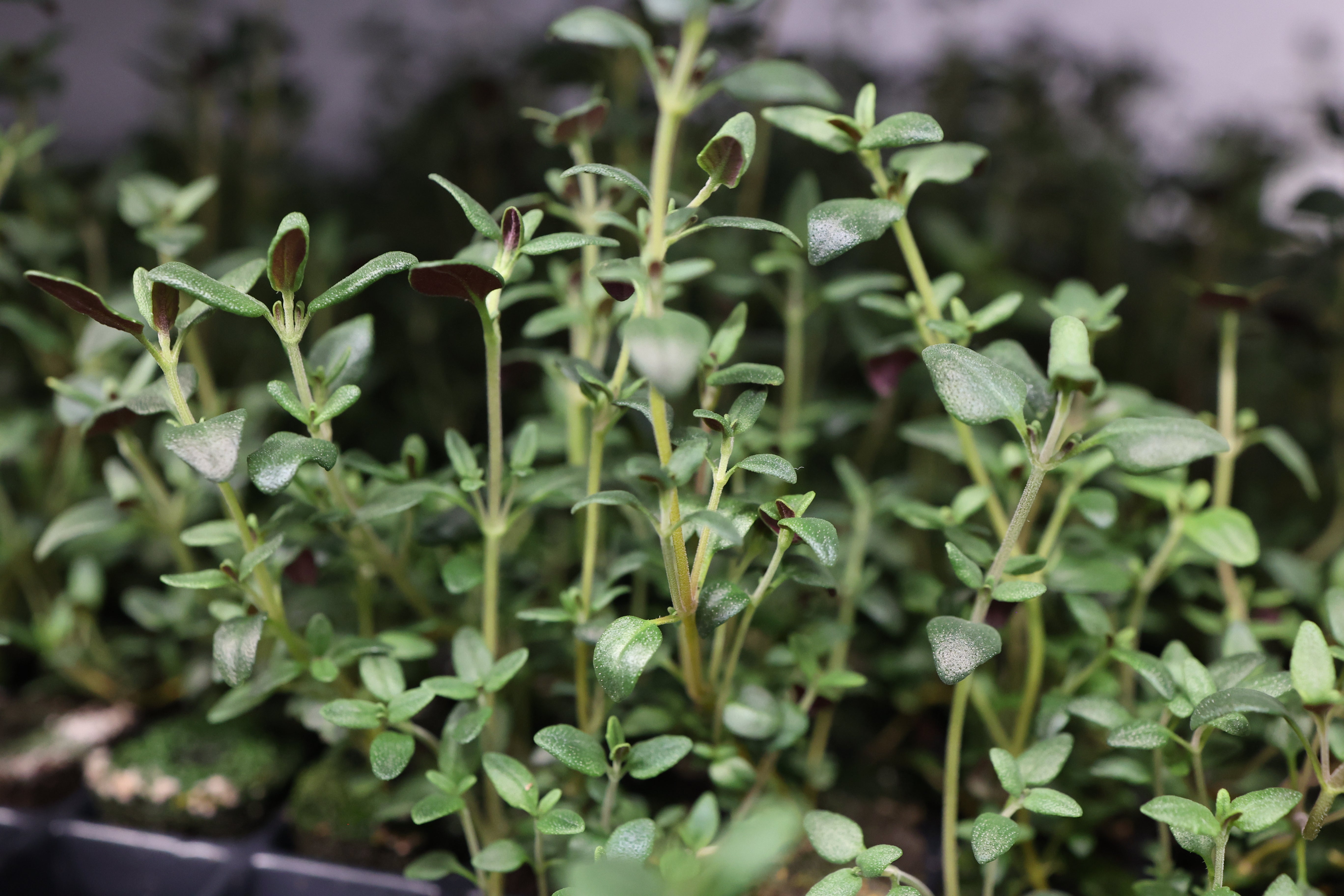 AgriTech North | NW Ontario | Local Grocery & Year-Round Farming