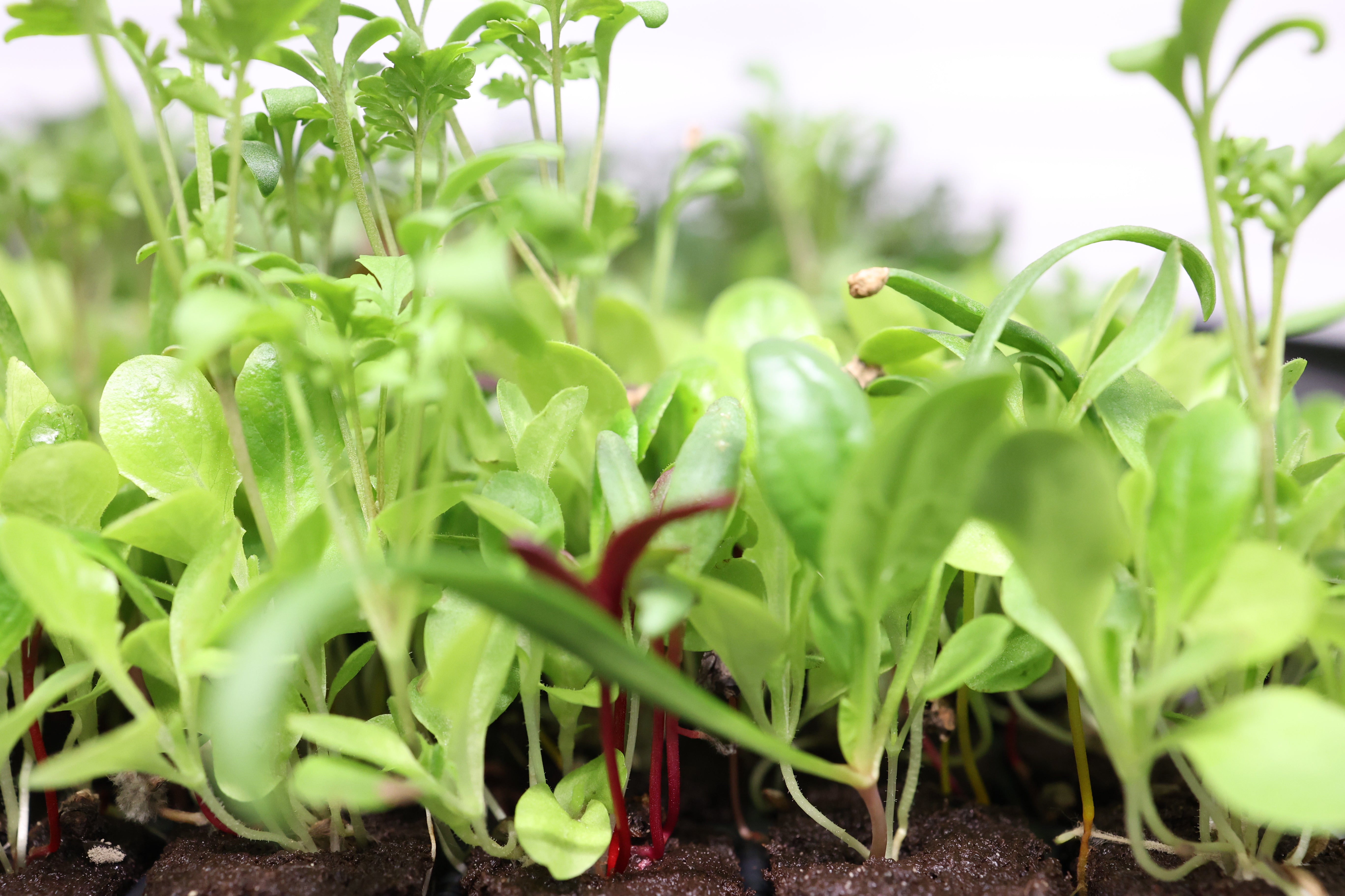 AgriTech North | NW Ontario | Local Grocery & Year-Round Farming
