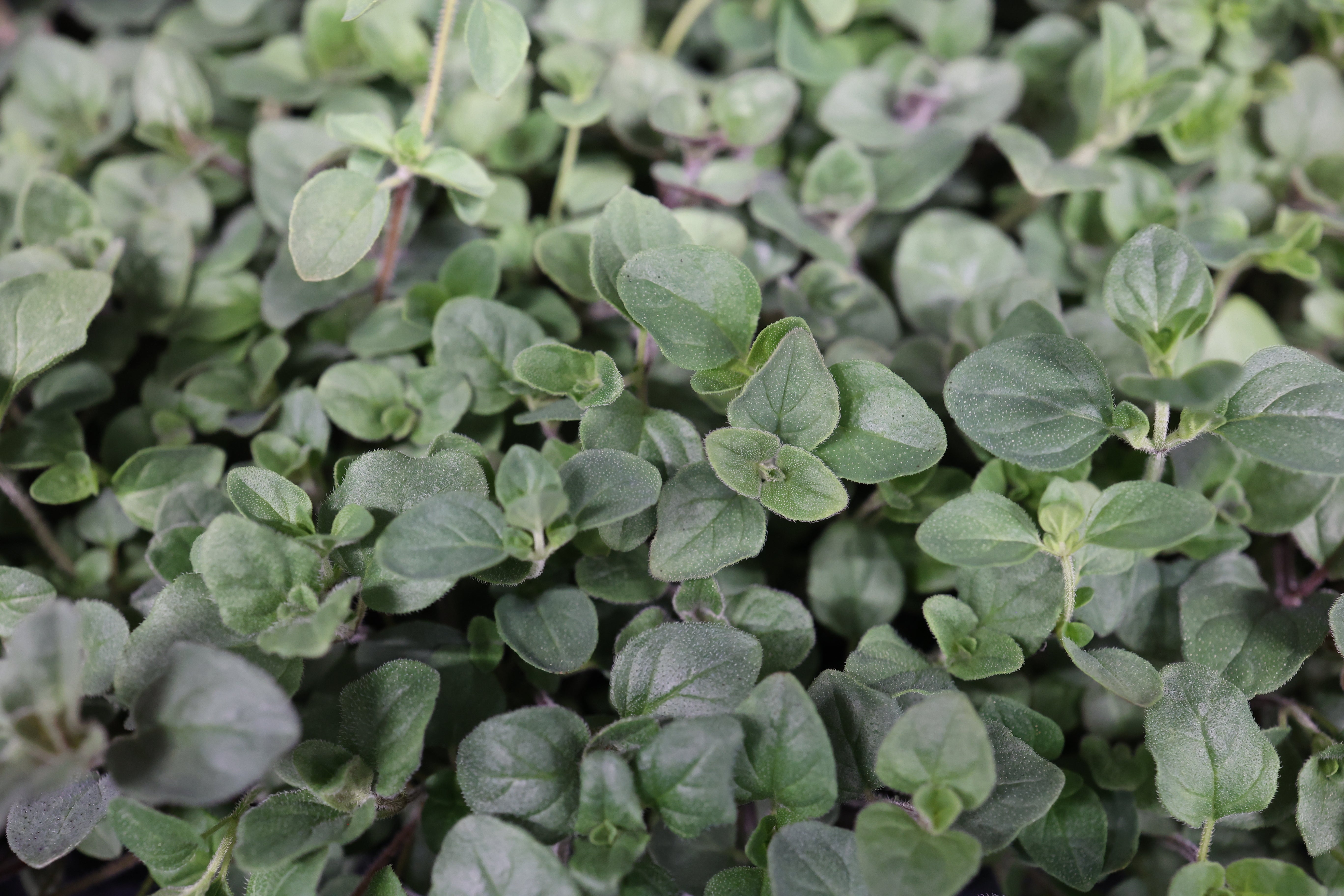 AgriTech North | NW Ontario | Local Grocery & Year-Round Farming