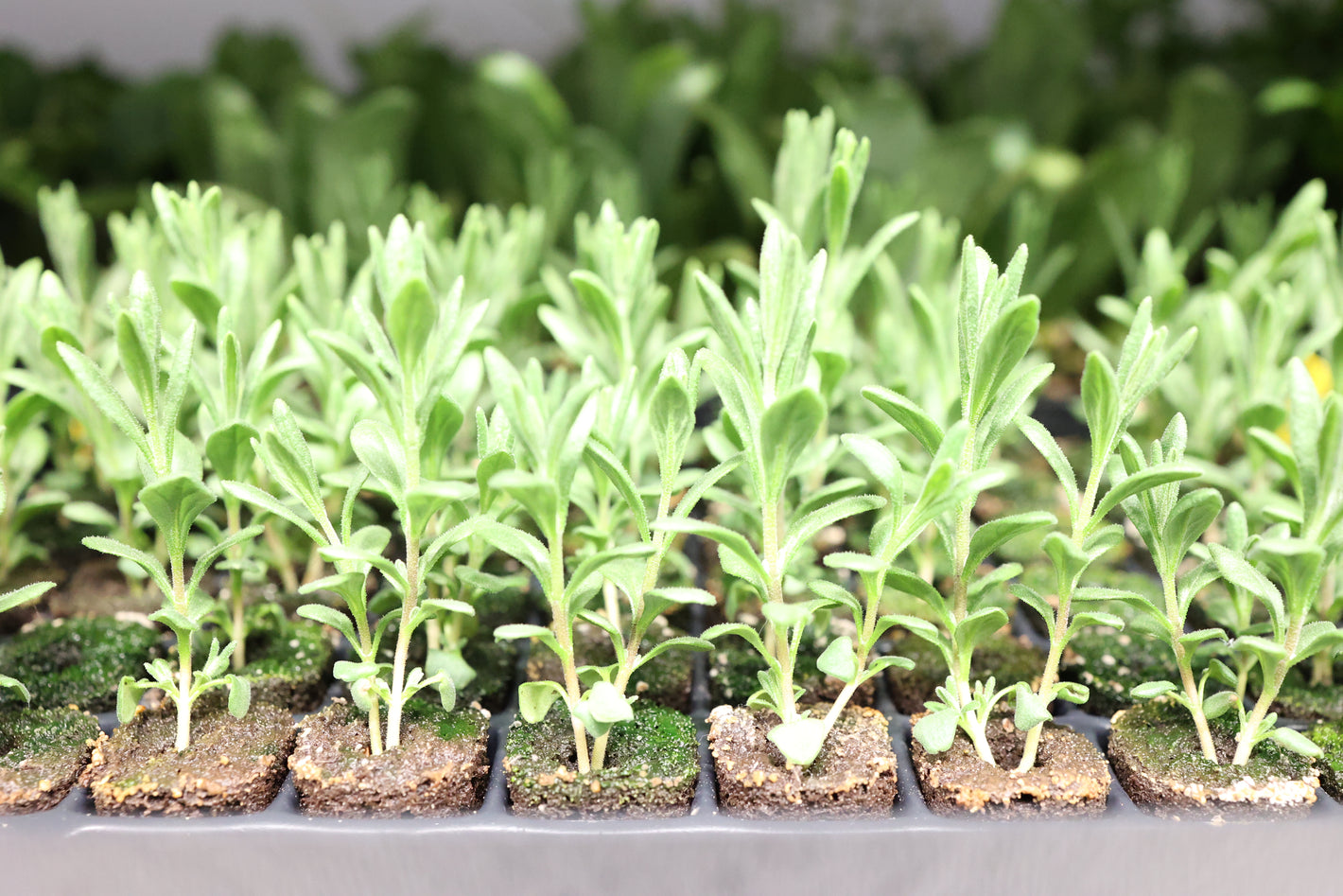 AgriTech North | NW Ontario | Local Grocery & Year-Round Farming