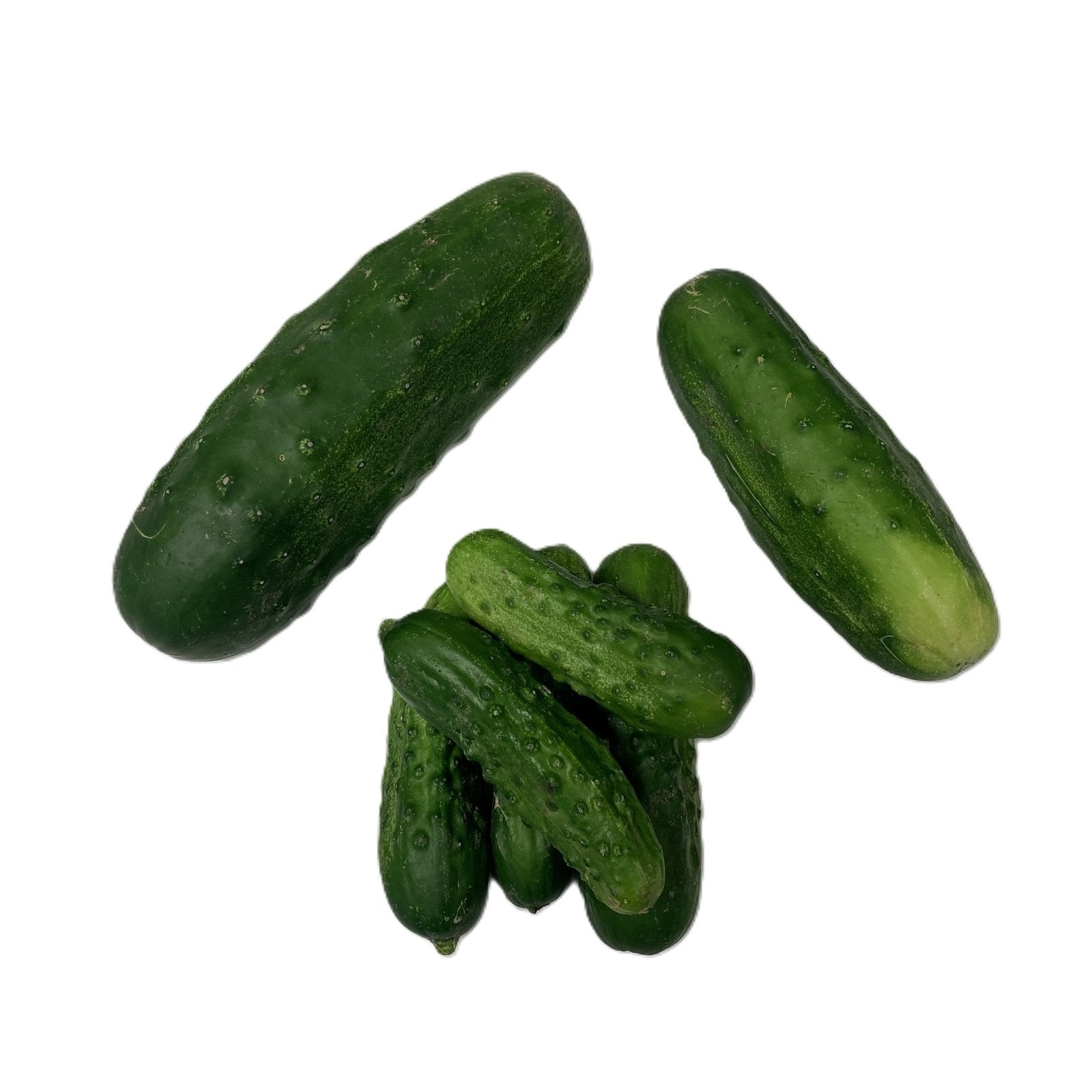 Field Cucumbers - Fresh Produce - Gerber Farms – AgriTech North