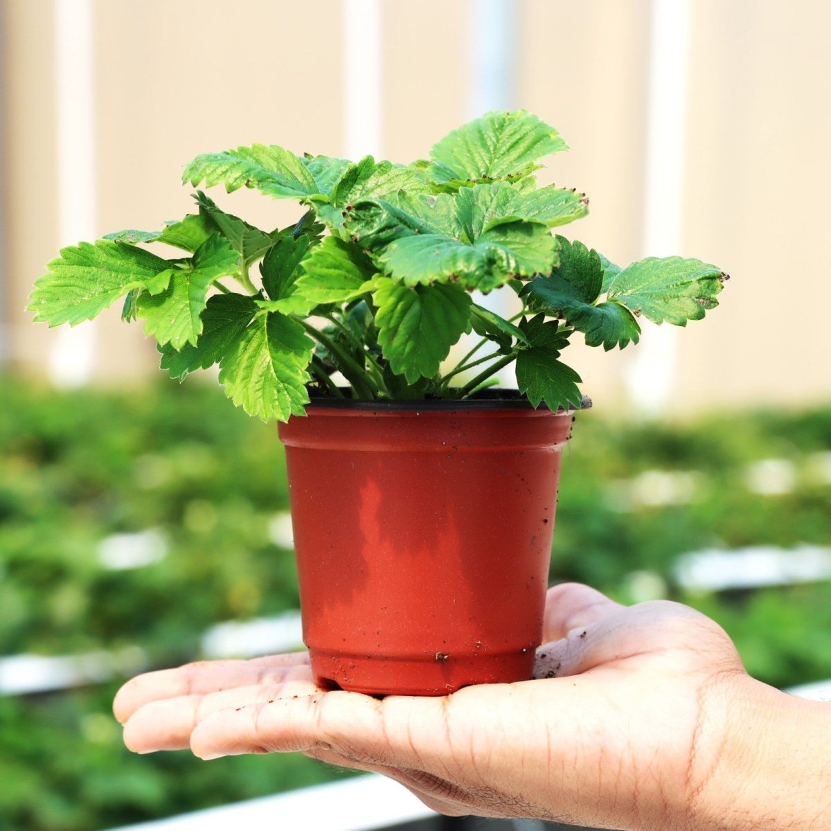 Strawberry Plants - Garden - AgriTech North